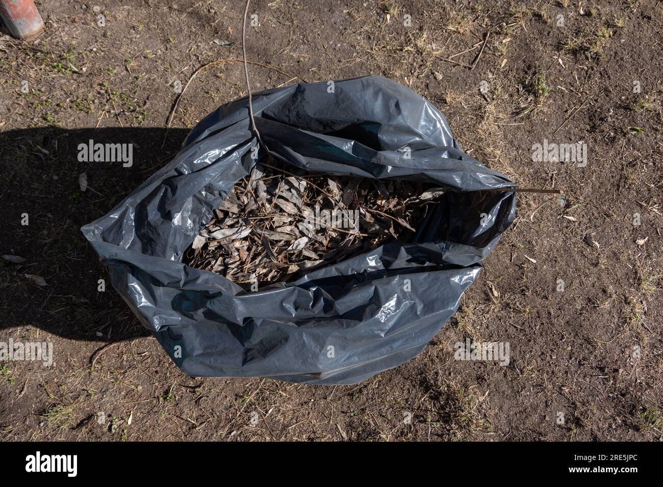 An open black bag with garbage, old fallen leaves, branches on the ...
