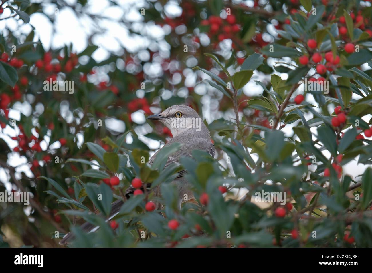 Northern Mockingbird in holly tree looking at viewer Stock Photo - Alamy