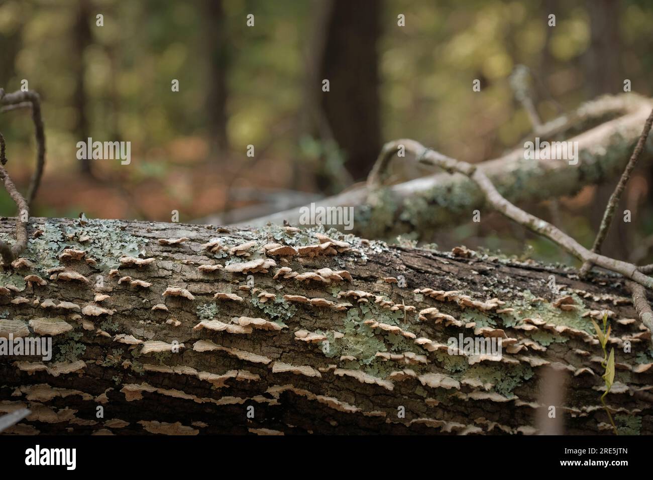 Shelf fungi and lichen colonize fallen tree trunk in the forest Stock ...
