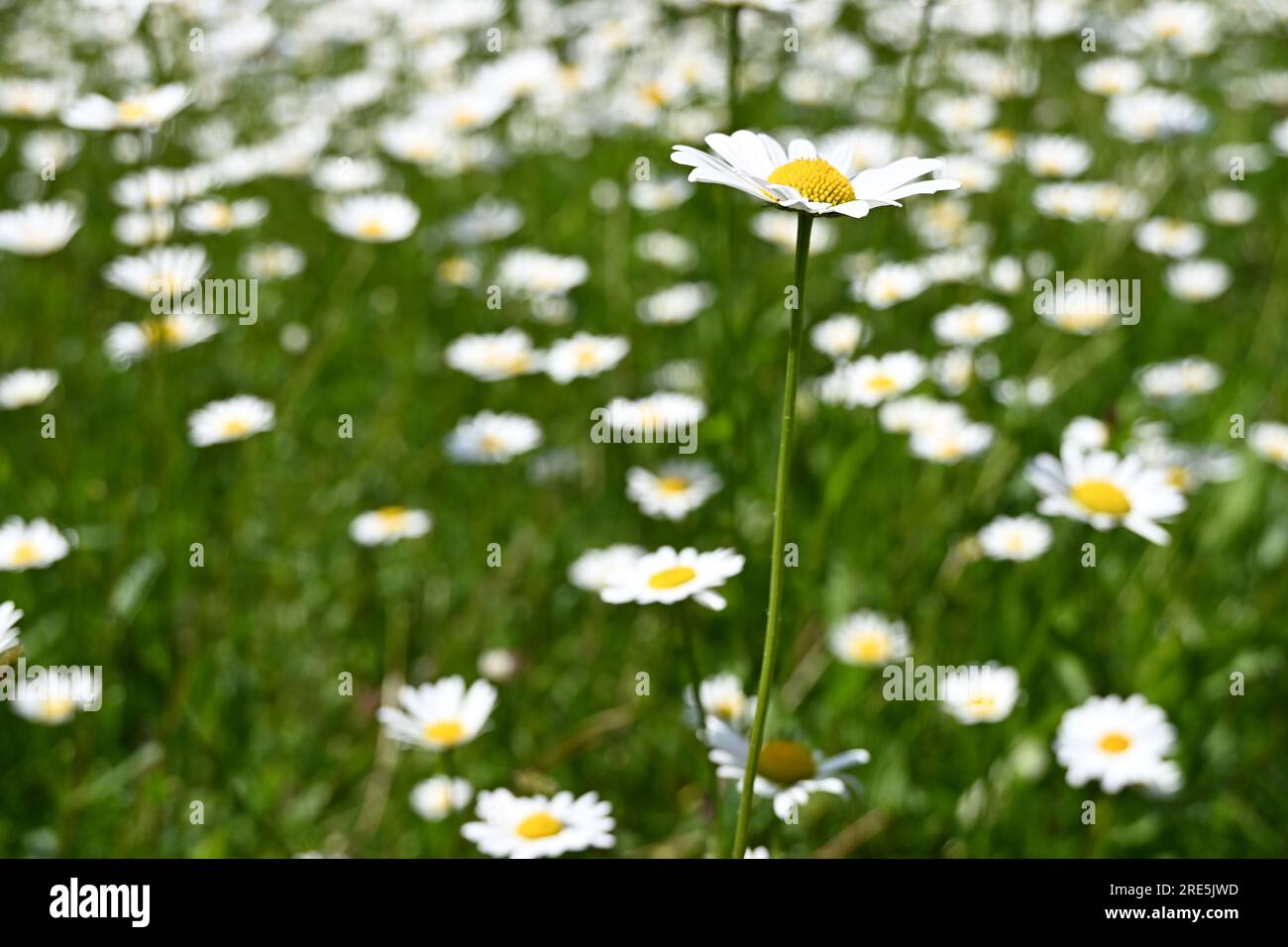 Daisy in the backyard hi-res stock photography and images - Alamy