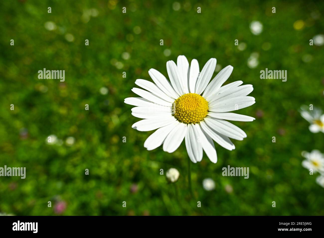 Daisy in the backyard hi-res stock photography and images - Alamy