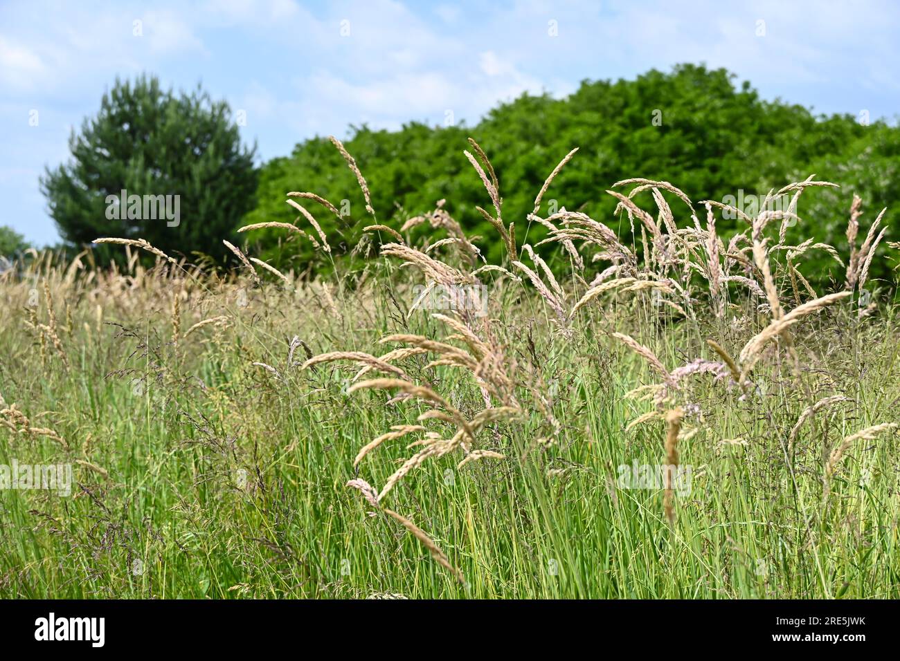 Grass scenery hi-res stock photography and images - Alamy