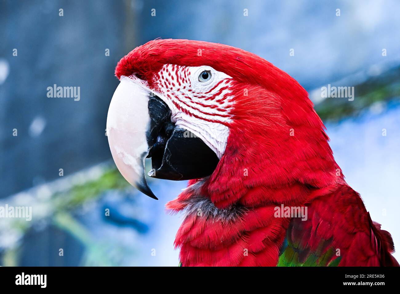 Strong winged bird hi-res stock photography and images - Alamy