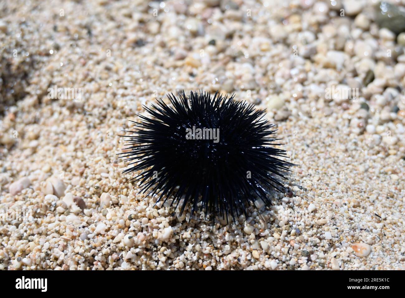 Seabed diversity hi-res stock photography and images - Alamy