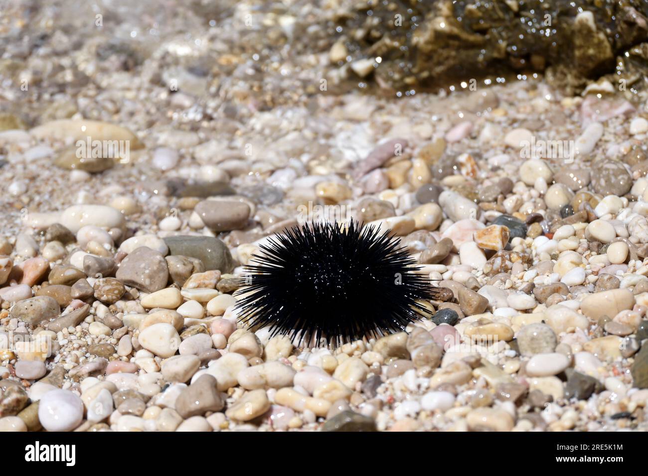 Sea urchin pebbles hi-res stock photography and images - Alamy