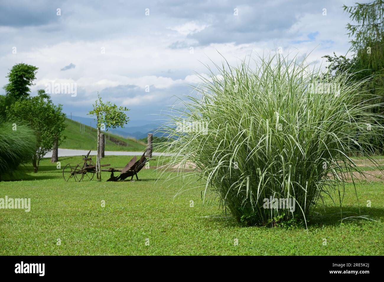 My garden view hi-res stock photography and images - Alamy