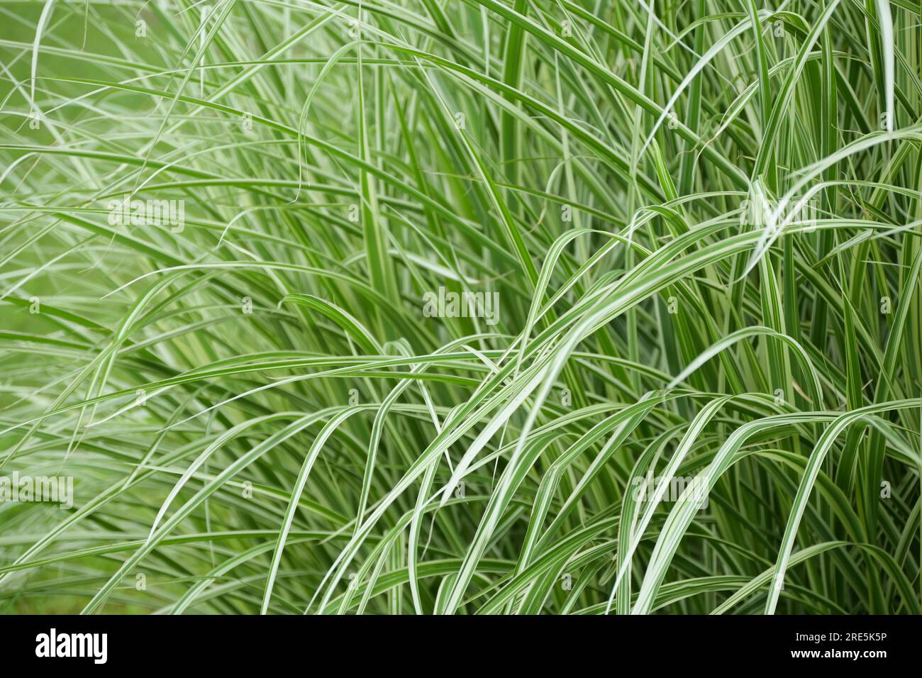 Backyard pampas grass hi-res stock photography and images - Alamy