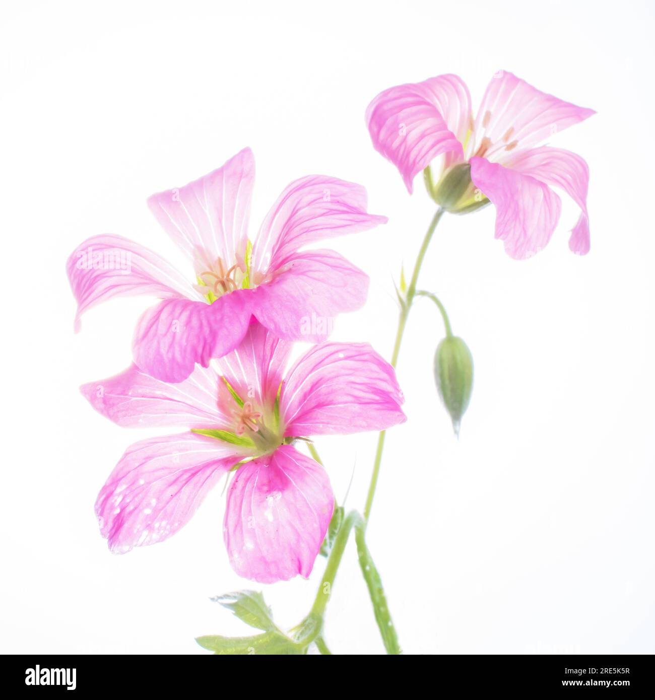 Translucent pink hi-res stock photography and images - Alamy
