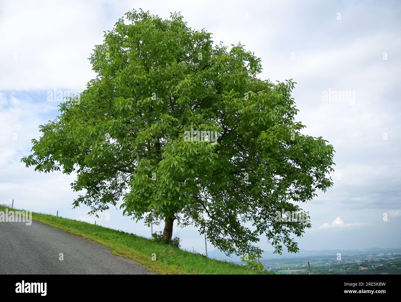 Nut bearing tree hi-res stock photography and images - Alamy