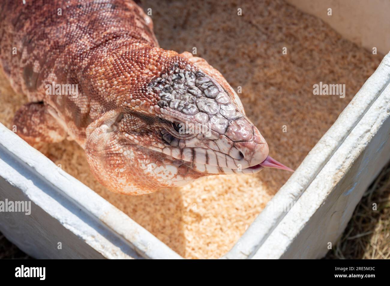 Big Argentinian red tegu lizard Salvator rufescens common in exotic pet ...
