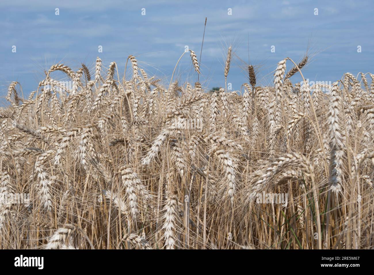 Golden wheat stalks hi-res stock photography and images - Alamy