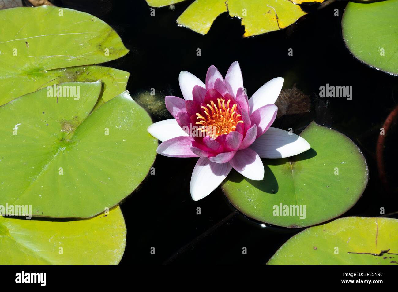 Freshwater lotus hi-res stock photography and images - Alamy