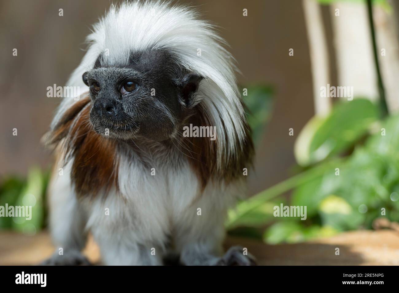 Species of cotton hi-res stock photography and images - Alamy