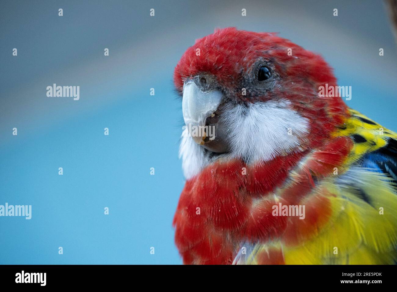Australian rosella species hi-res stock photography and images - Alamy
