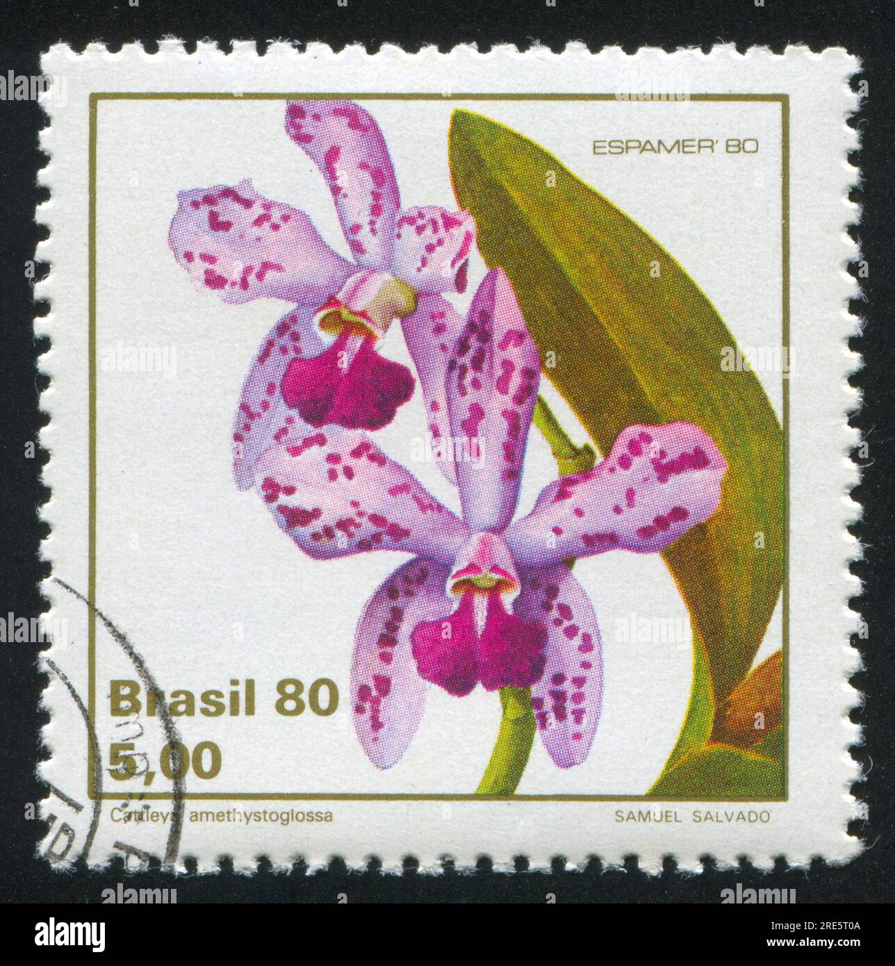BRAZIL - CIRCA 1980: stamp printed by Brazil, shows flower Cattleya Amethystoglossa, circa 1980 ...