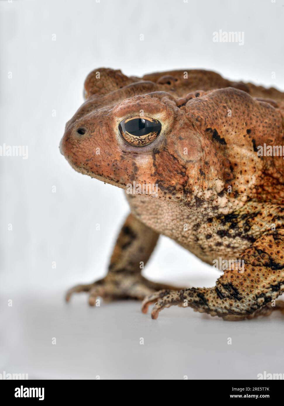 Frog. Common toad (Bufo bufo) isolated on white background Stock Photo ...