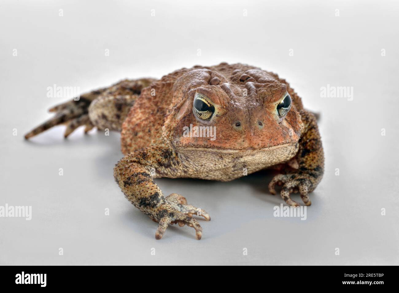 Frog. Common toad (Bufo bufo) isolated on white background Stock Photo ...