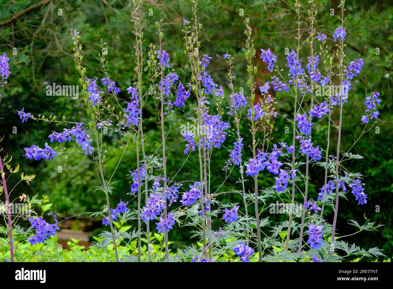 many tiny little blue flowers, Meadow flowers in bloom Stock Photo - Alamy
