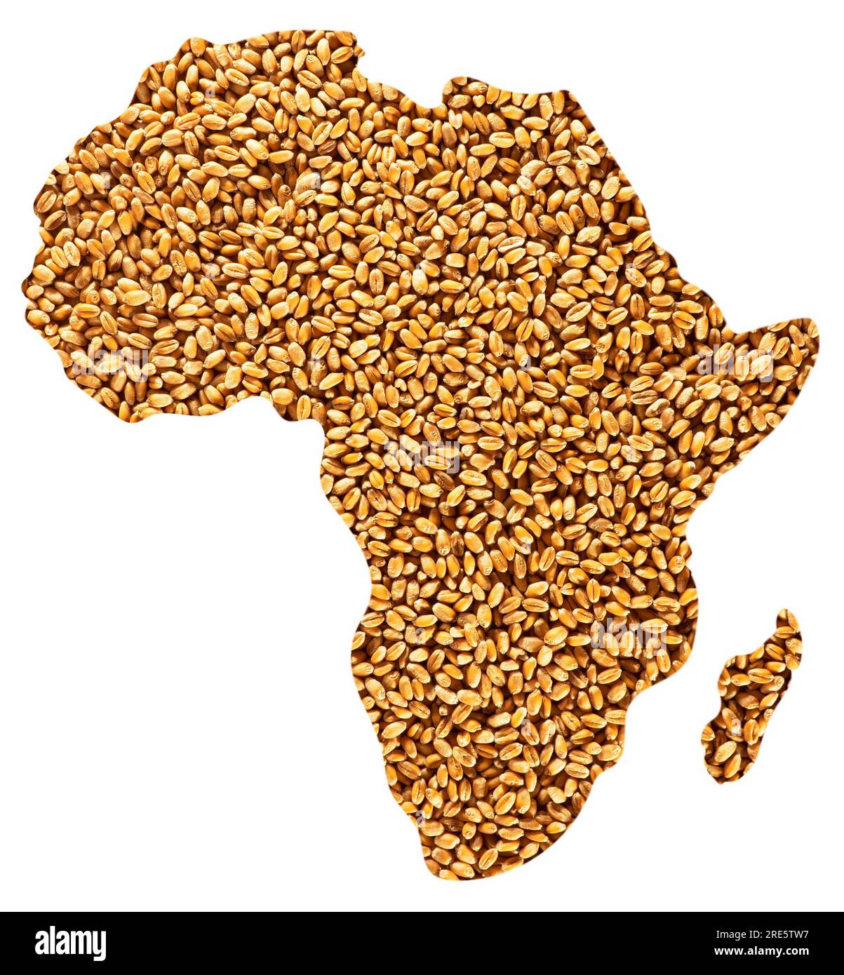 Wheat on the African continent. Map of Africa and wheat grains Stock ...