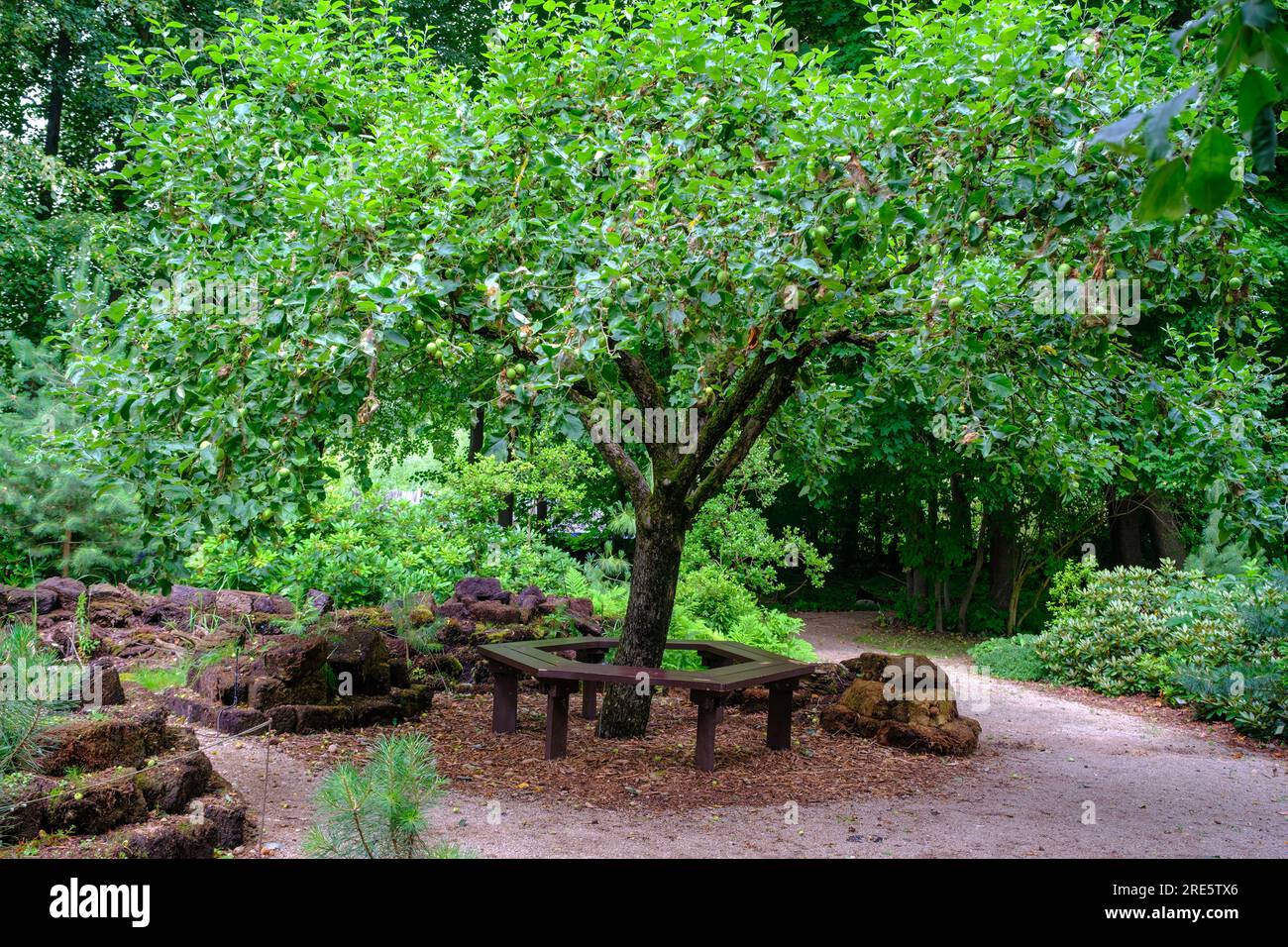 A beautiful old apple tree in the park between the paths. by the apple ...