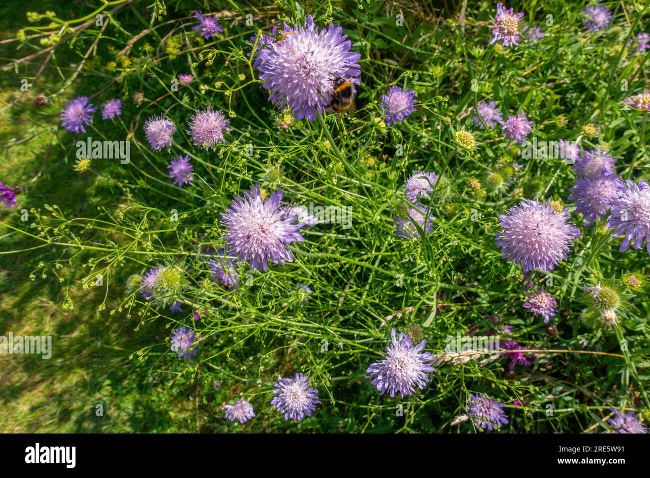Blue wildflower images hi-res stock photography and images - Alamy