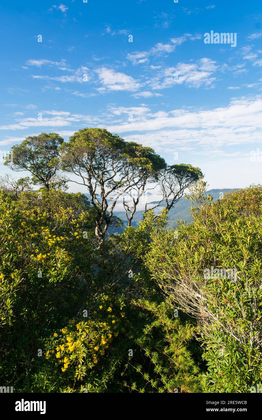 Mountain valley viewed through trees at Ronda Municipal Park in Sao ...