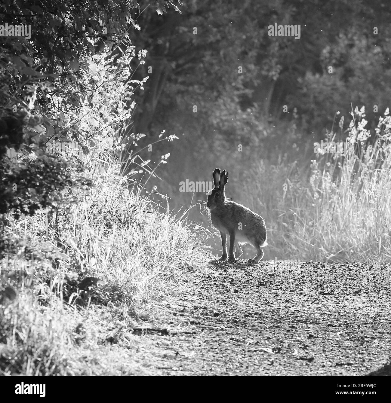 Hare Black And White