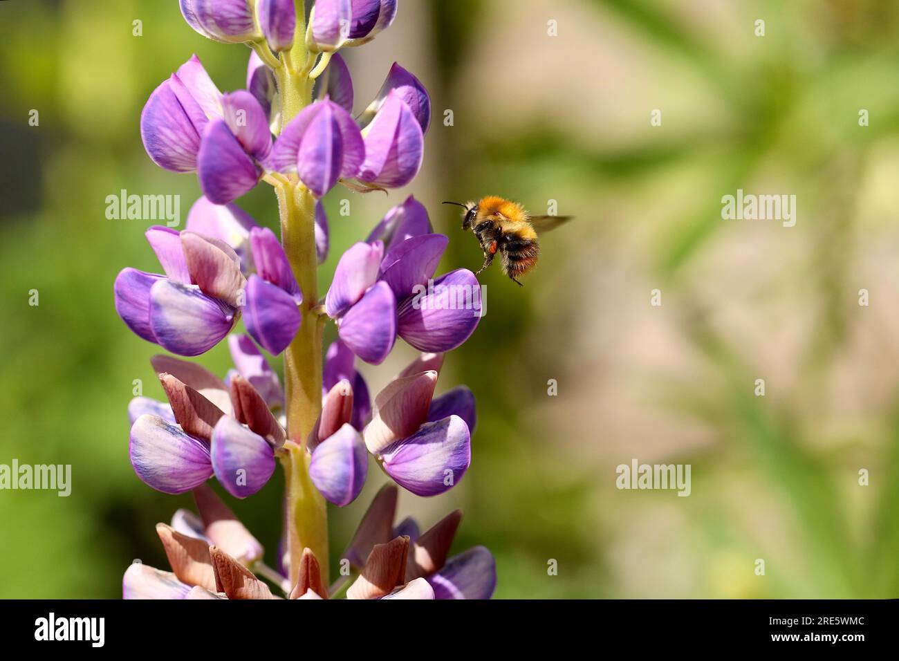Flying bumble bee insect hi-res stock photography and images - Alamy