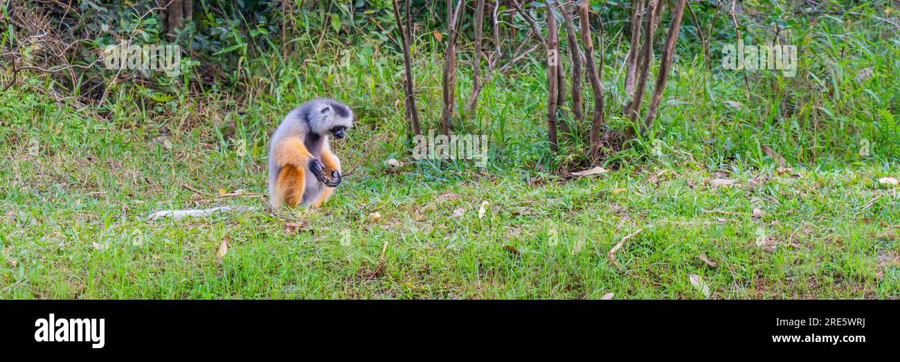 A sifaka Lemur at the rainforest of Andasibe on the island Madagascar ...