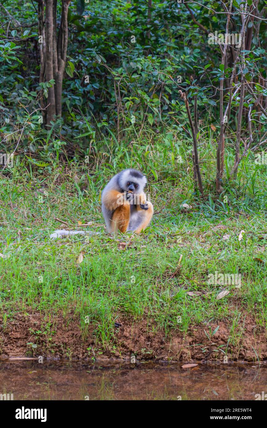 A sifaka Lemur at the rainforest of Andasibe on the island Madagascar ...