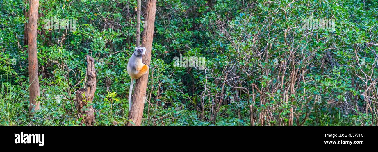 A sifaka Lemur at the rainforest of Andasibe on the island Madagascar ...