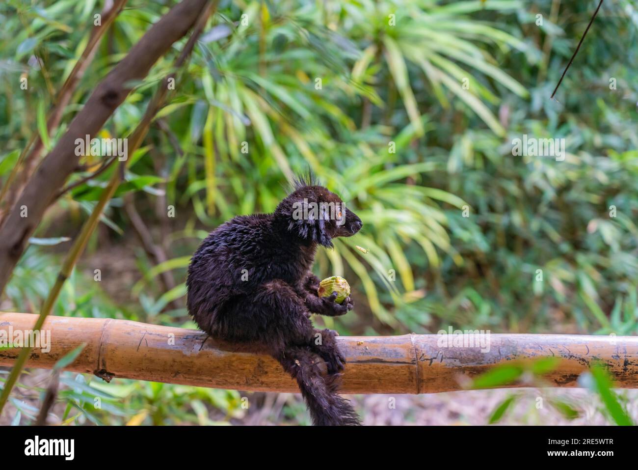 Black lemur, Eulemur macaco, face detail portrait with yellow eye in ...