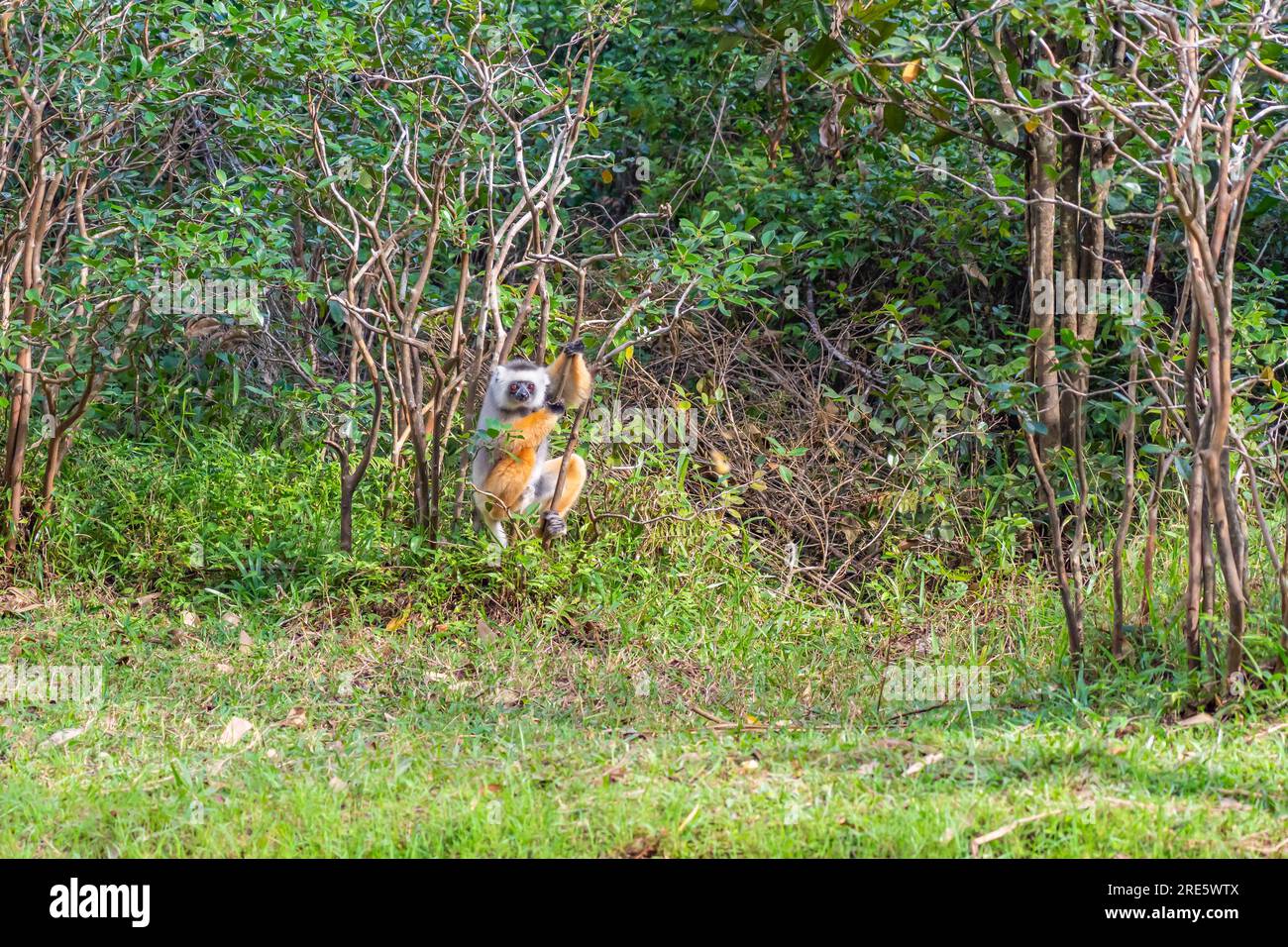 A sifaka Lemur at the rainforest of Andasibe on the island Madagascar ...