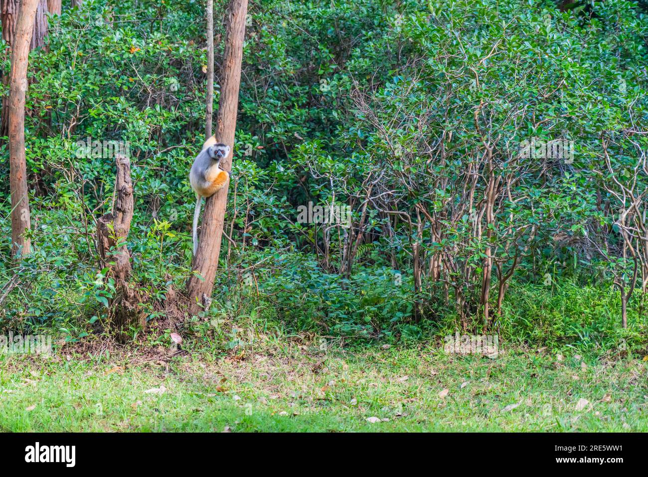 A sifaka Lemur at the rainforest of Andasibe on the island Madagascar ...