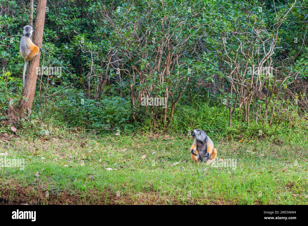 A sifaka Lemur at the rainforest of Andasibe on the island Madagascar ...