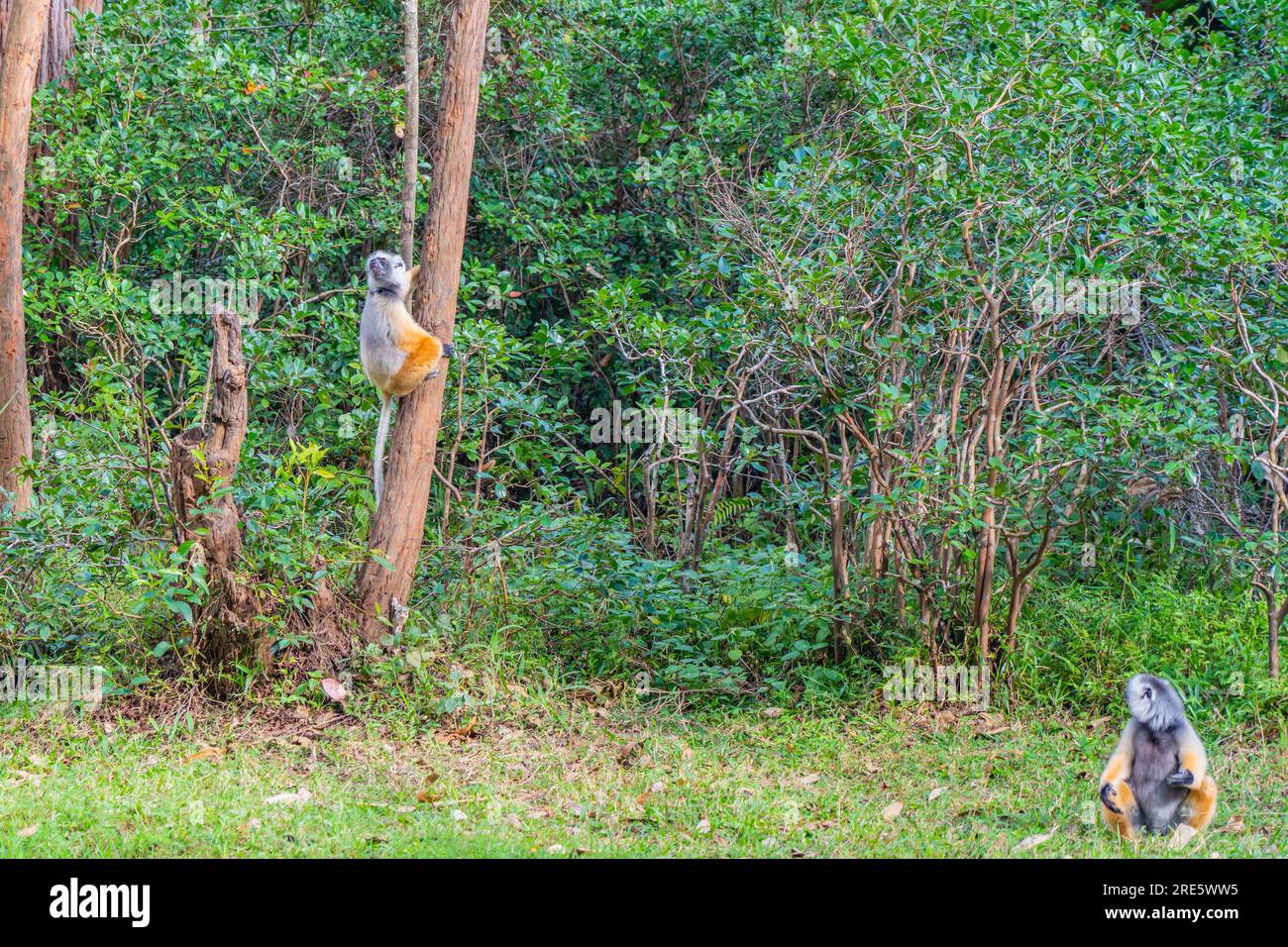 A sifaka Lemur at the rainforest of Andasibe on the island Madagascar ...