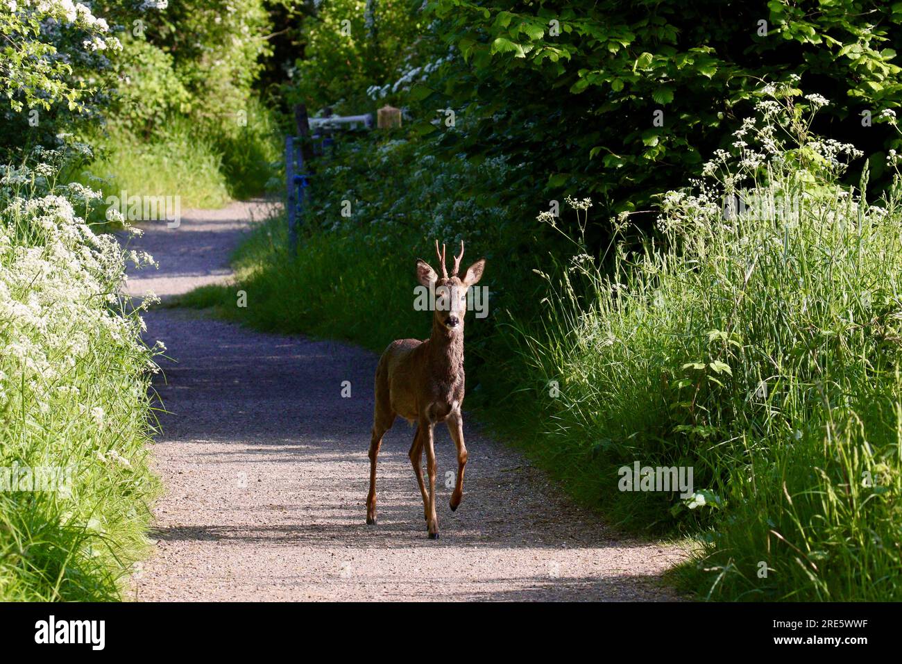 Roe deer buck Stock Photo - Alamy