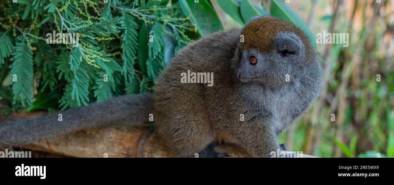Golden bamboo lemur, close up from from a wold endangered bamboo lemur ...