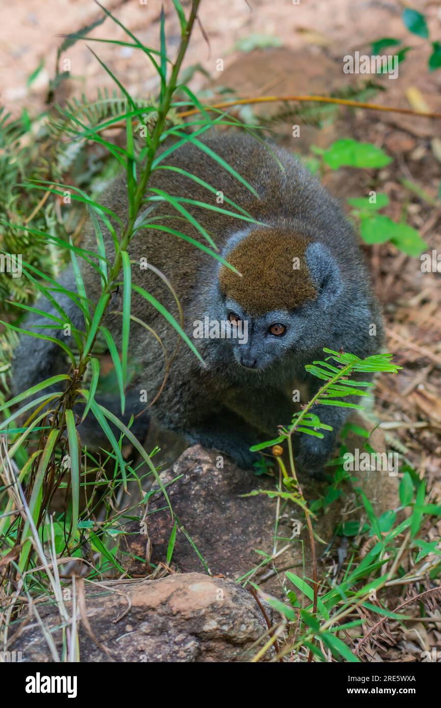 Golden bamboo lemur, close up from from a wold endangered bamboo lemur ...