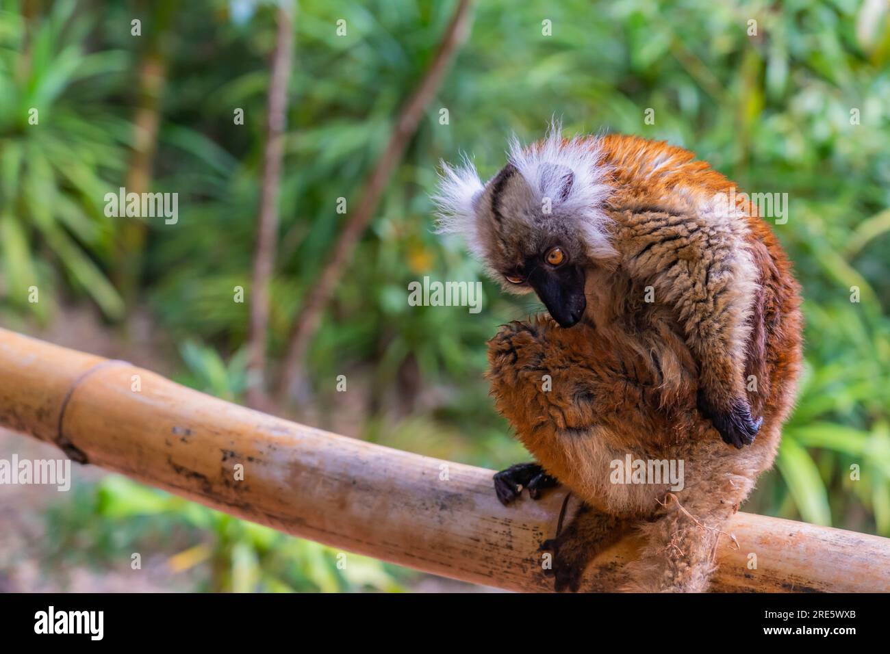 Female black lemur, Eulemur macaco, face detail portrait with yellow ...