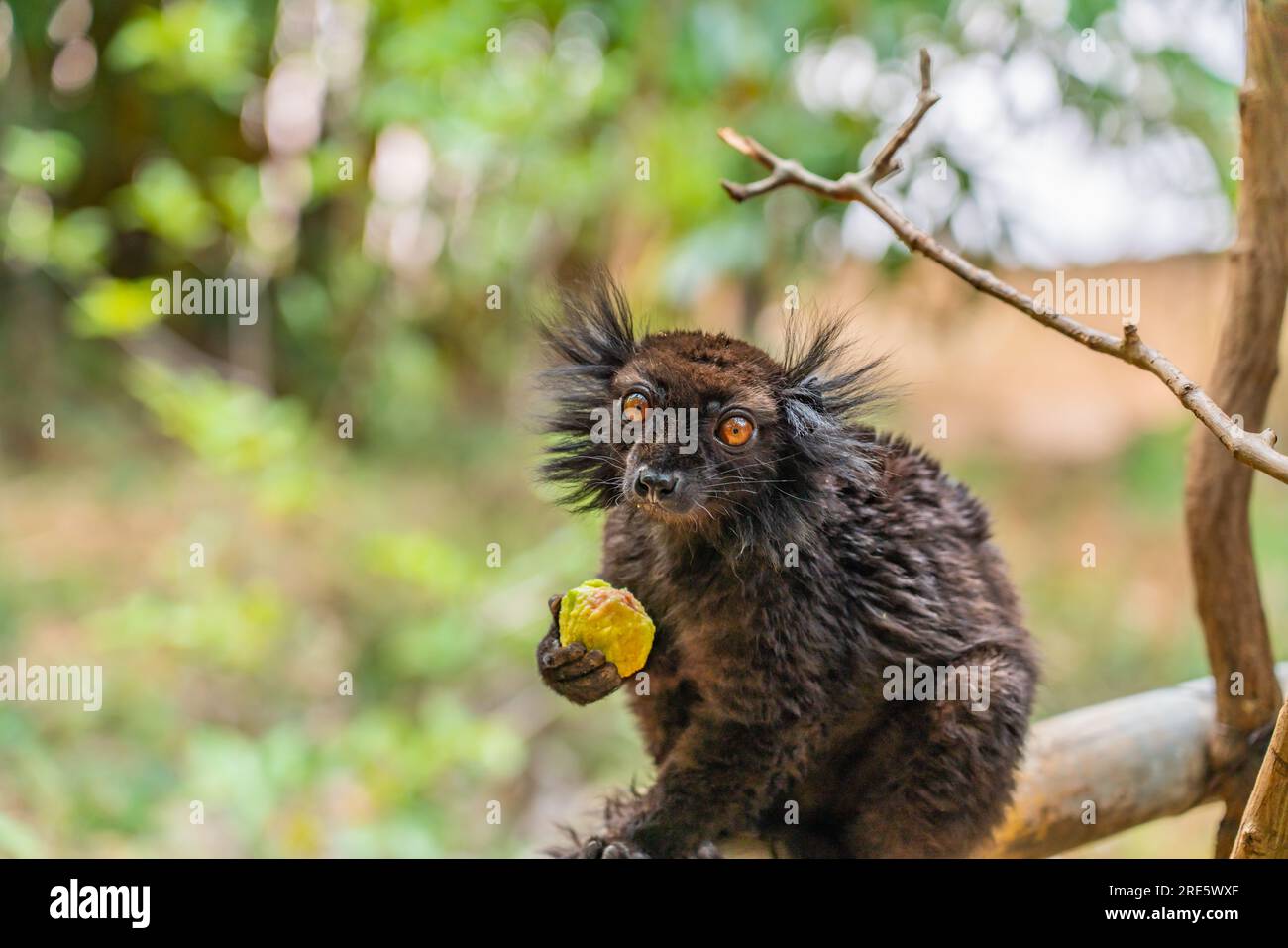 Black lemur, Eulemur macaco, face detail portrait with yellow eye in ...
