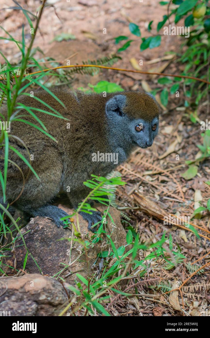 Medium sized bamboo lemur hi-res stock photography and images - Alamy