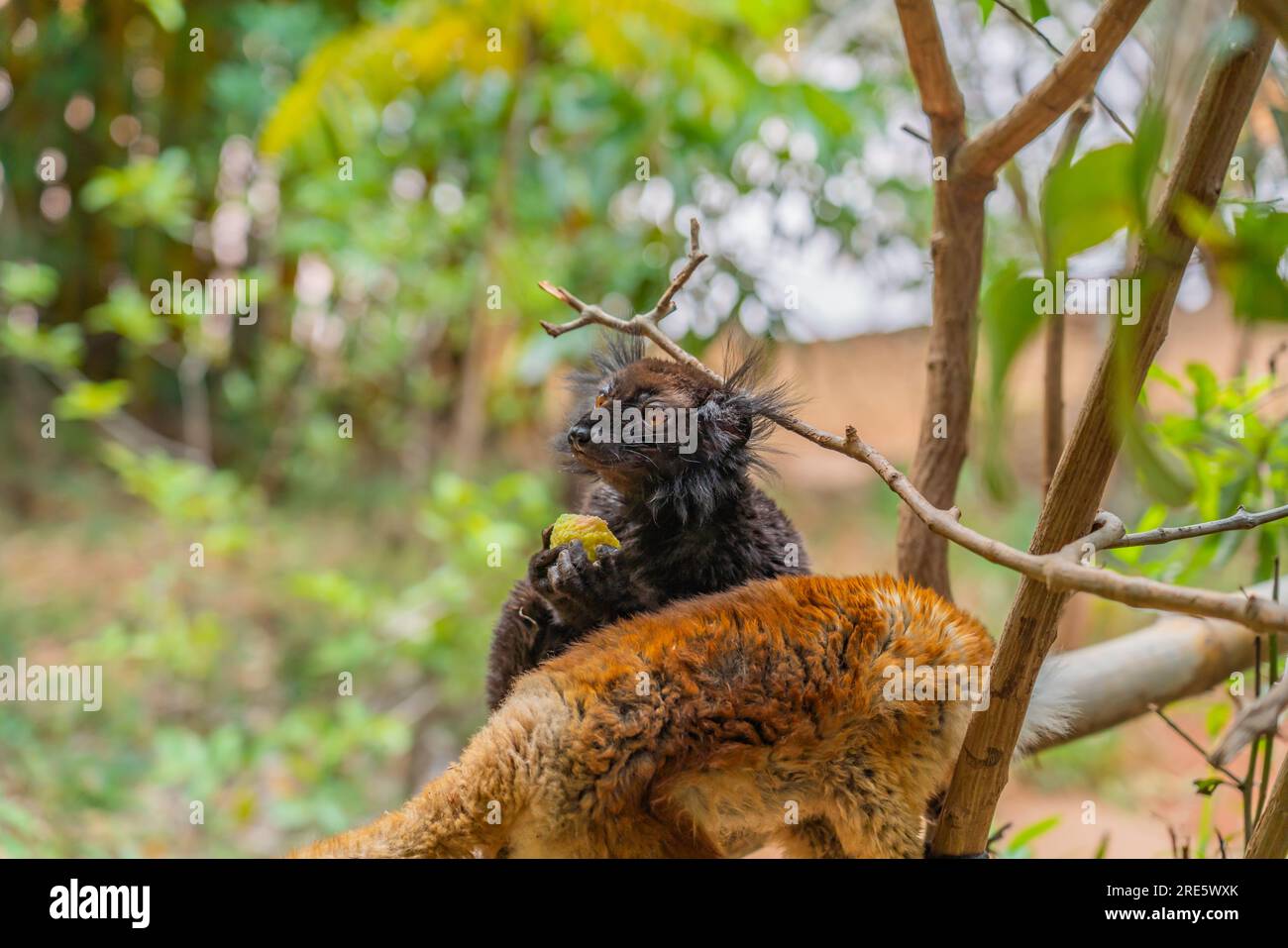 Black lemur, Eulemur macaco, face detail portrait with yellow eye in ...