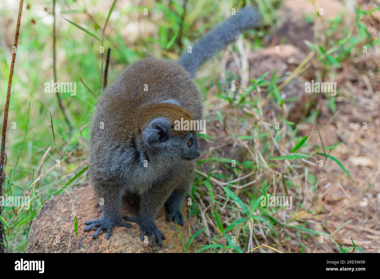 Golden bamboo lemur, close up from from a wold endangered bamboo lemur ...