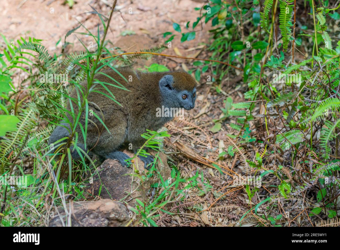 Golden bamboo lemur, close up from from a wold endangered bamboo lemur ...