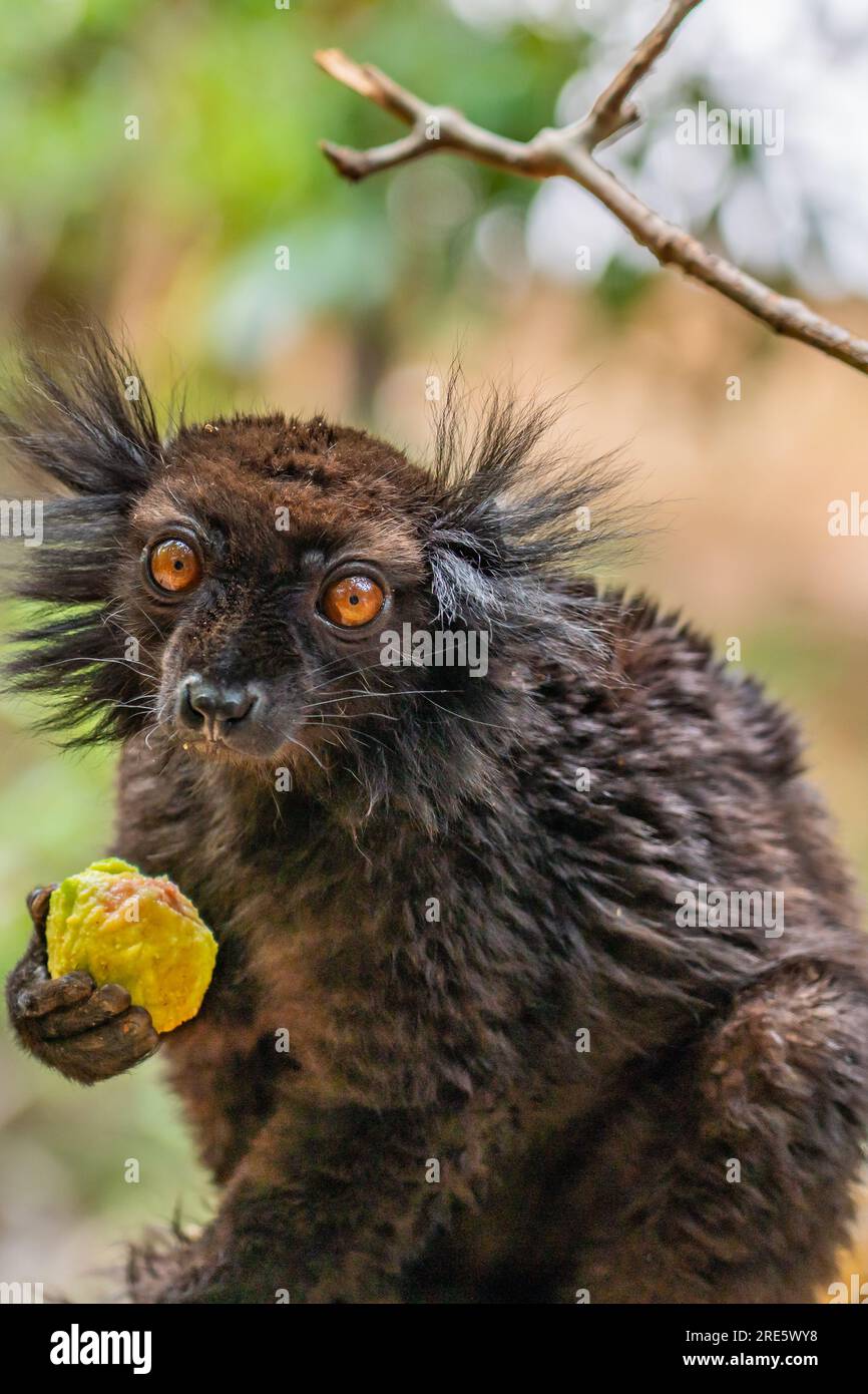 Black lemur, Eulemur macaco, face detail portrait with yellow eye in ...