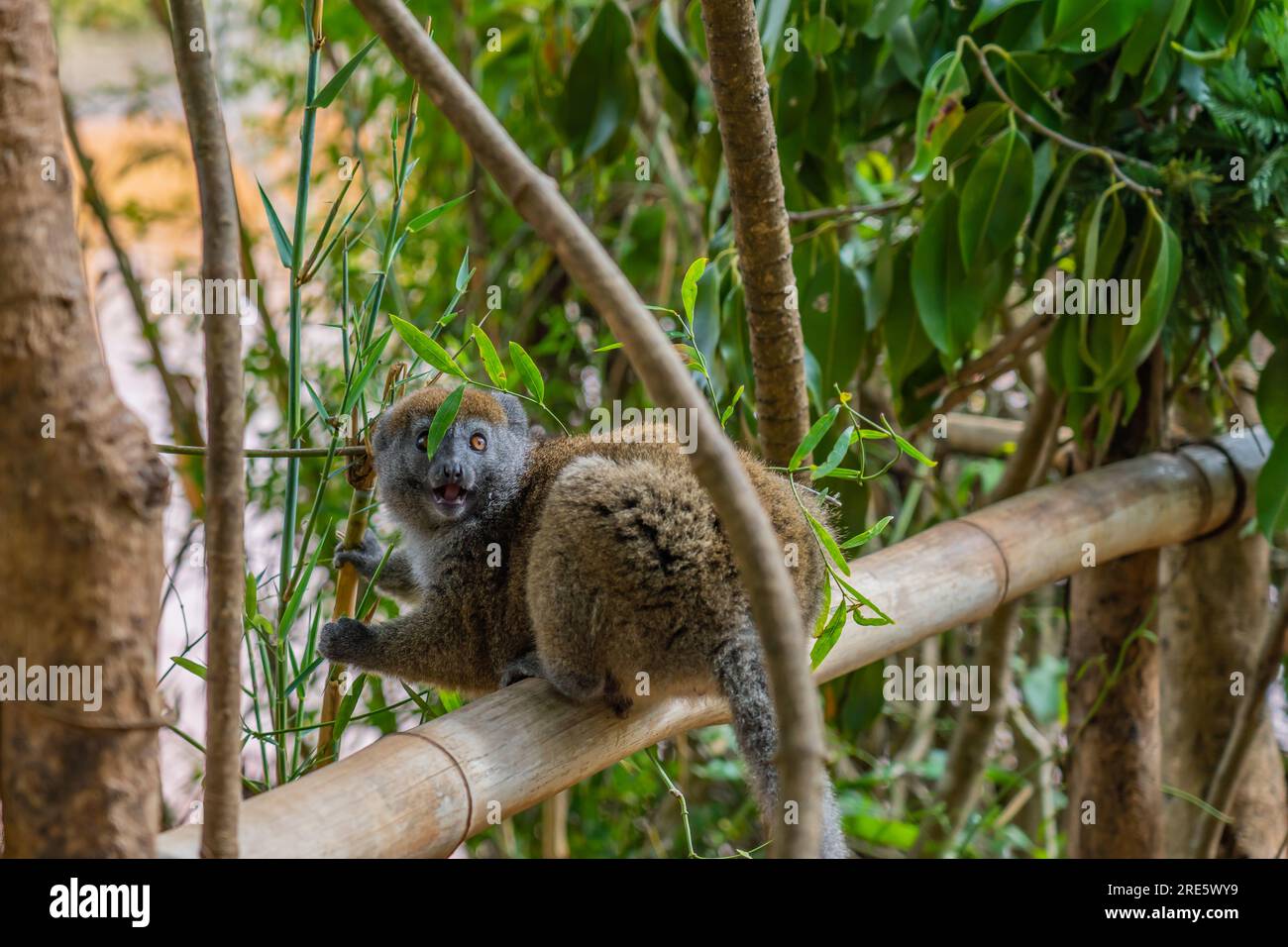 Golden bamboo lemur, close up from from a wold endangered bamboo lemur ...
