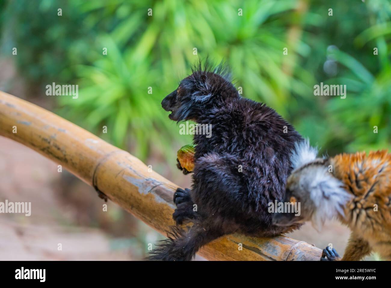 Sifaka lemur madagascar blue hi-res stock photography and images - Alamy