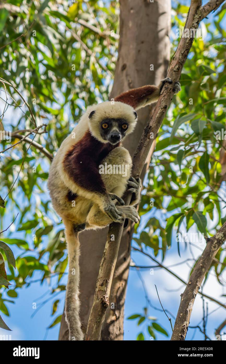 A sifaka Lemur on a tree in the rainforest of Andasibe on the island ...