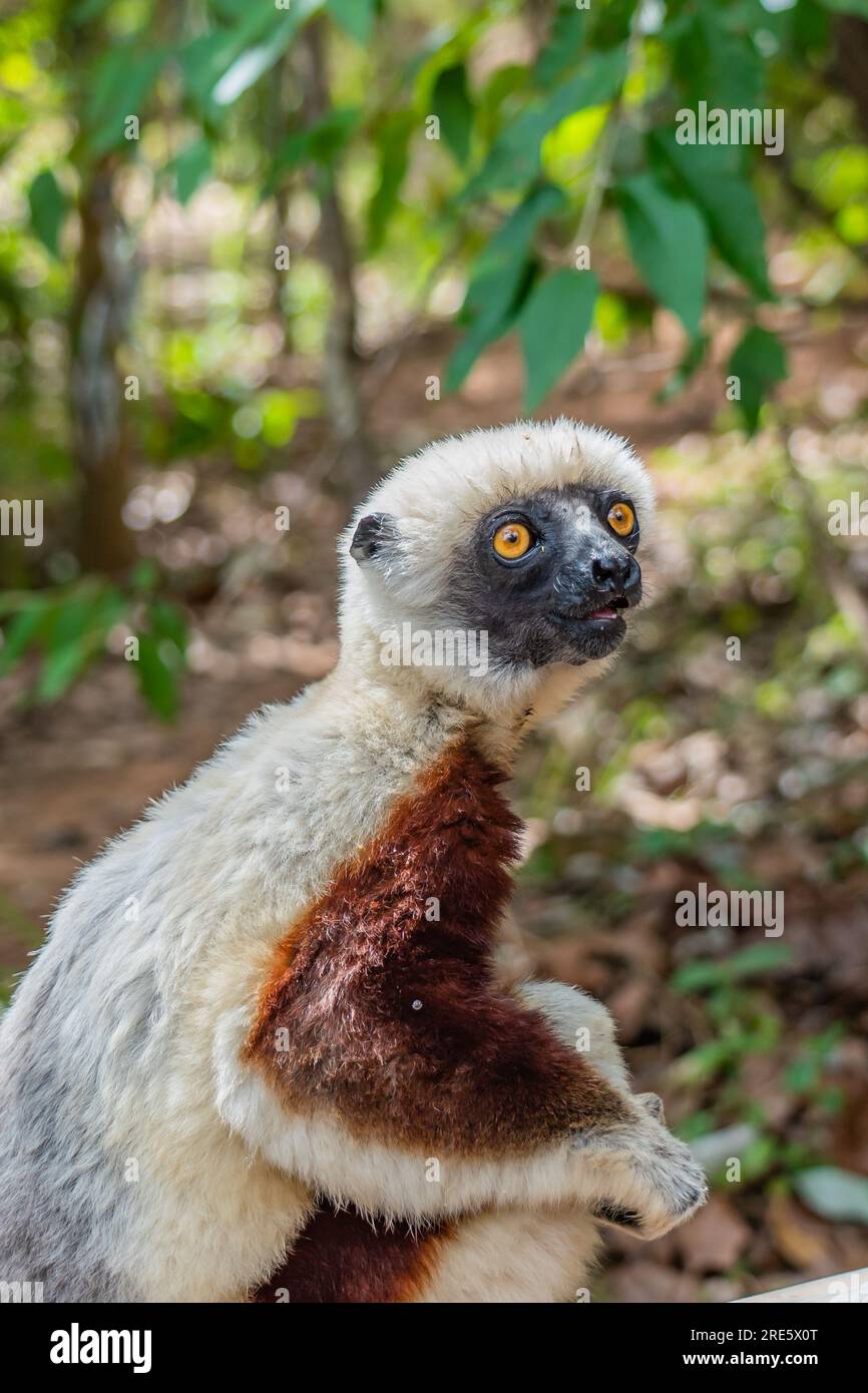 Closeup from a sifaka in its natural environment in the rainforest of ...